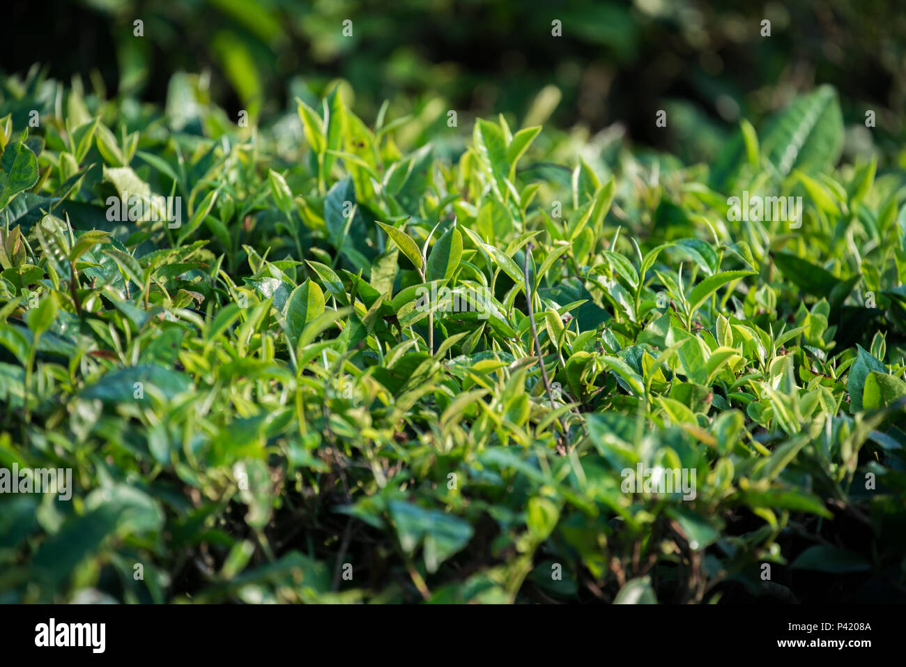 Green tea bud and fresh leaves. Tea plantations Stock Photo - Alamy