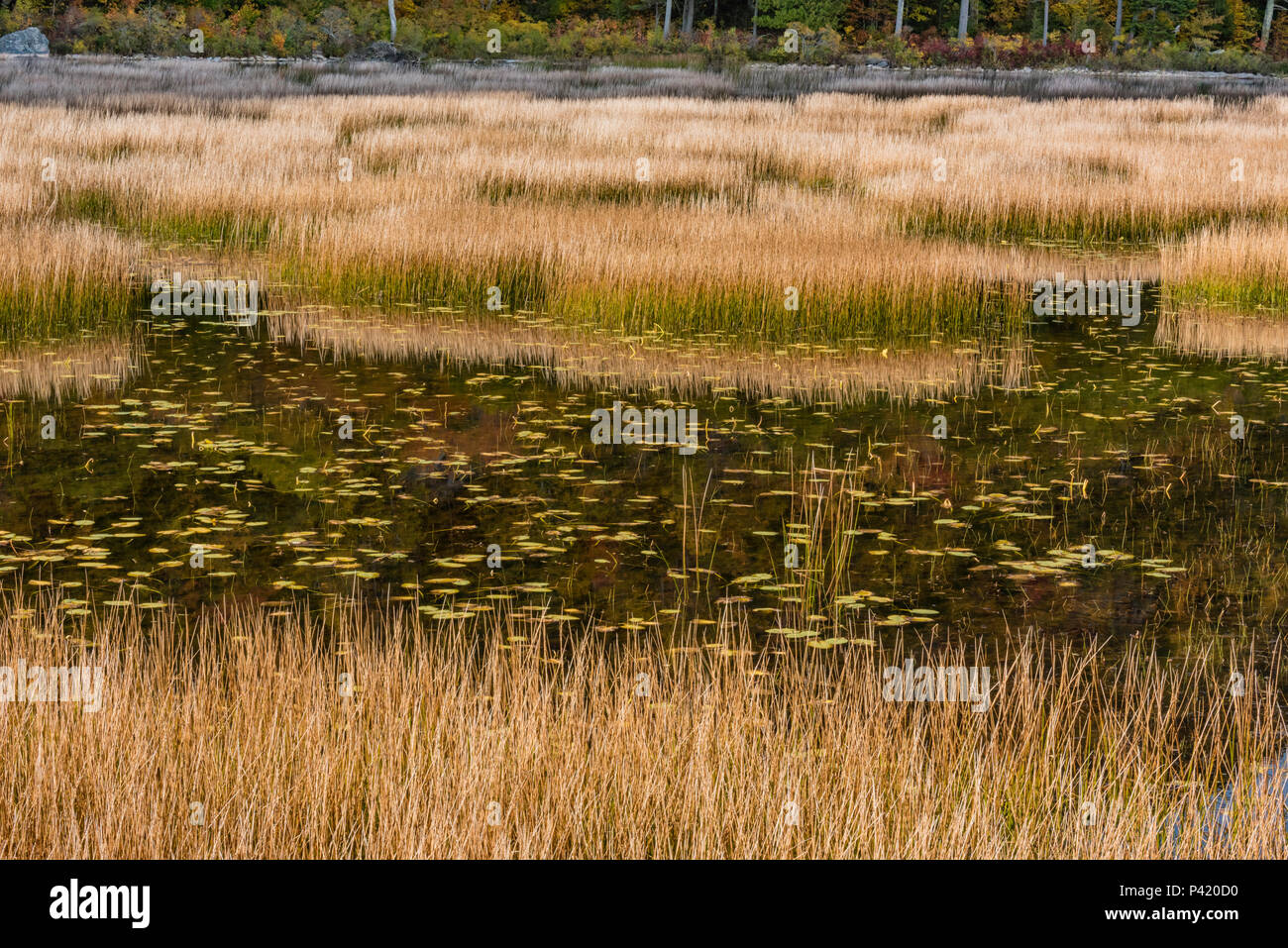 Pond and reeds, Acadia National Park, Maine Stock Photo - Alamy