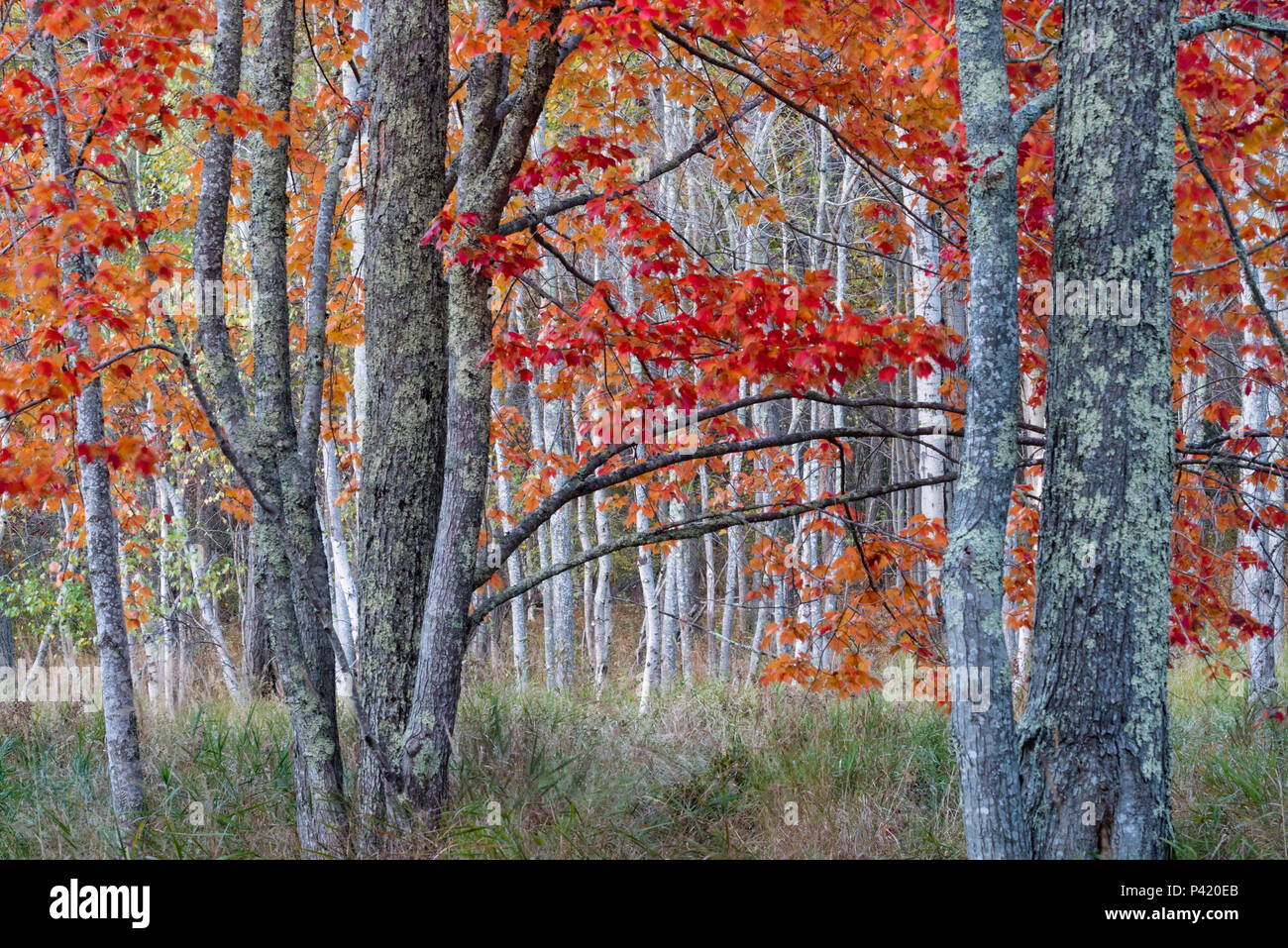 Sugar Maple (Acer saccharum) trees in autumn, Acadia National Park ...