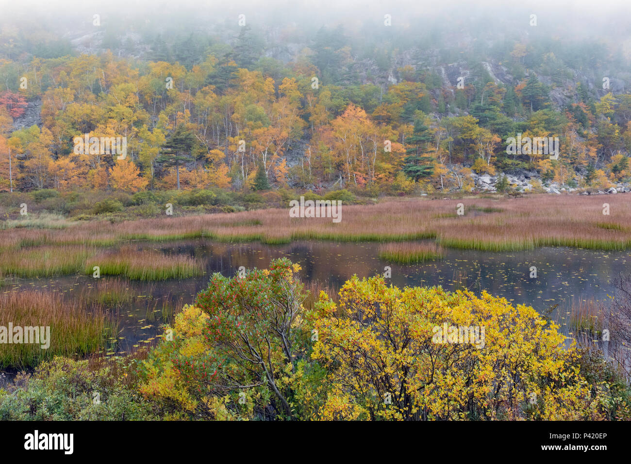 Pond and deciduous forest in fog in autumn, Acadia National Park, Maine ...