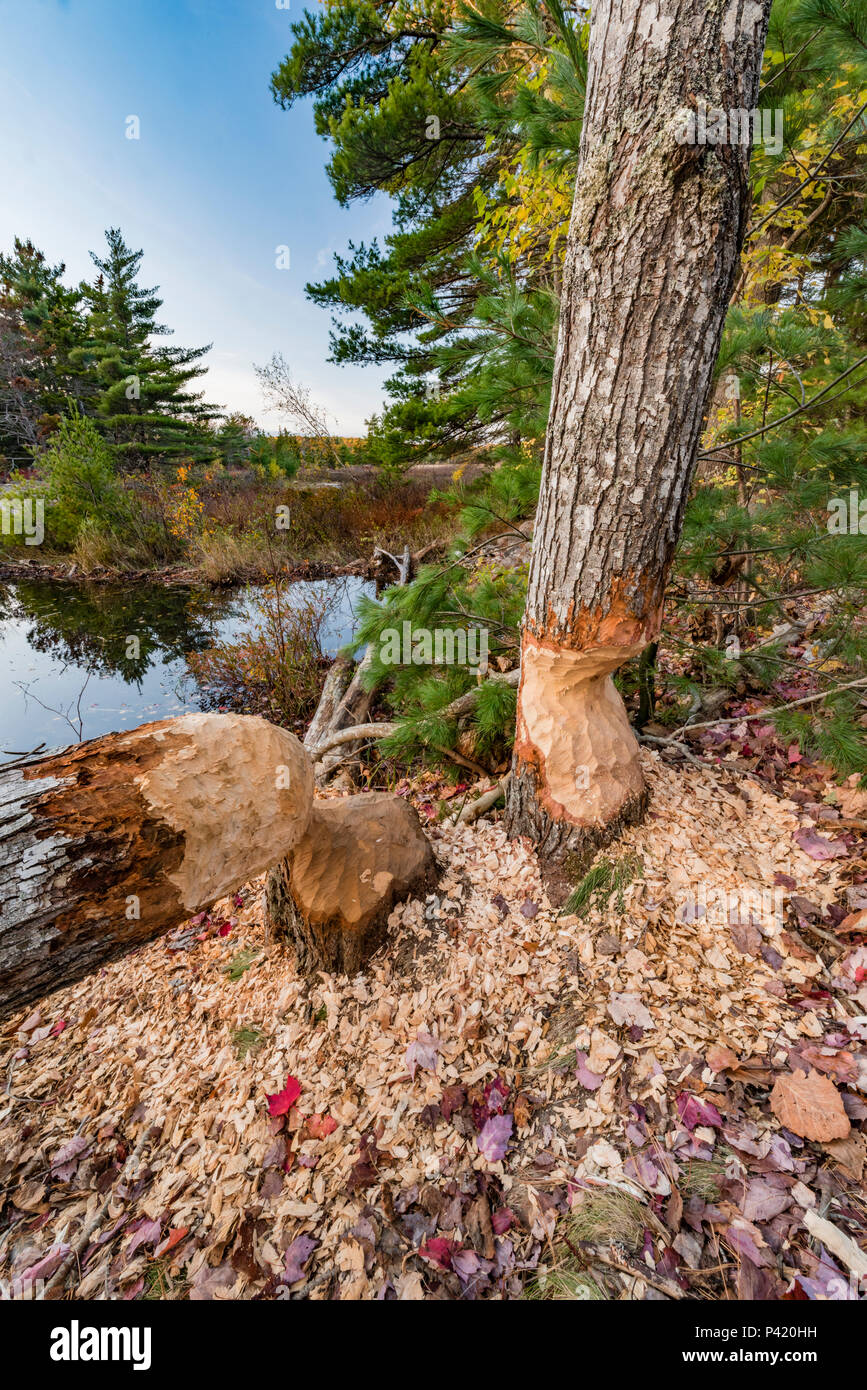 American Beaver (Castor canadensis) chewed trees, Acadia National Park ...