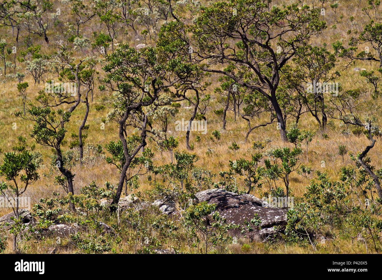 Serra da Canastra - MG Vegetação do cerrado Vegetação da Serra da ...