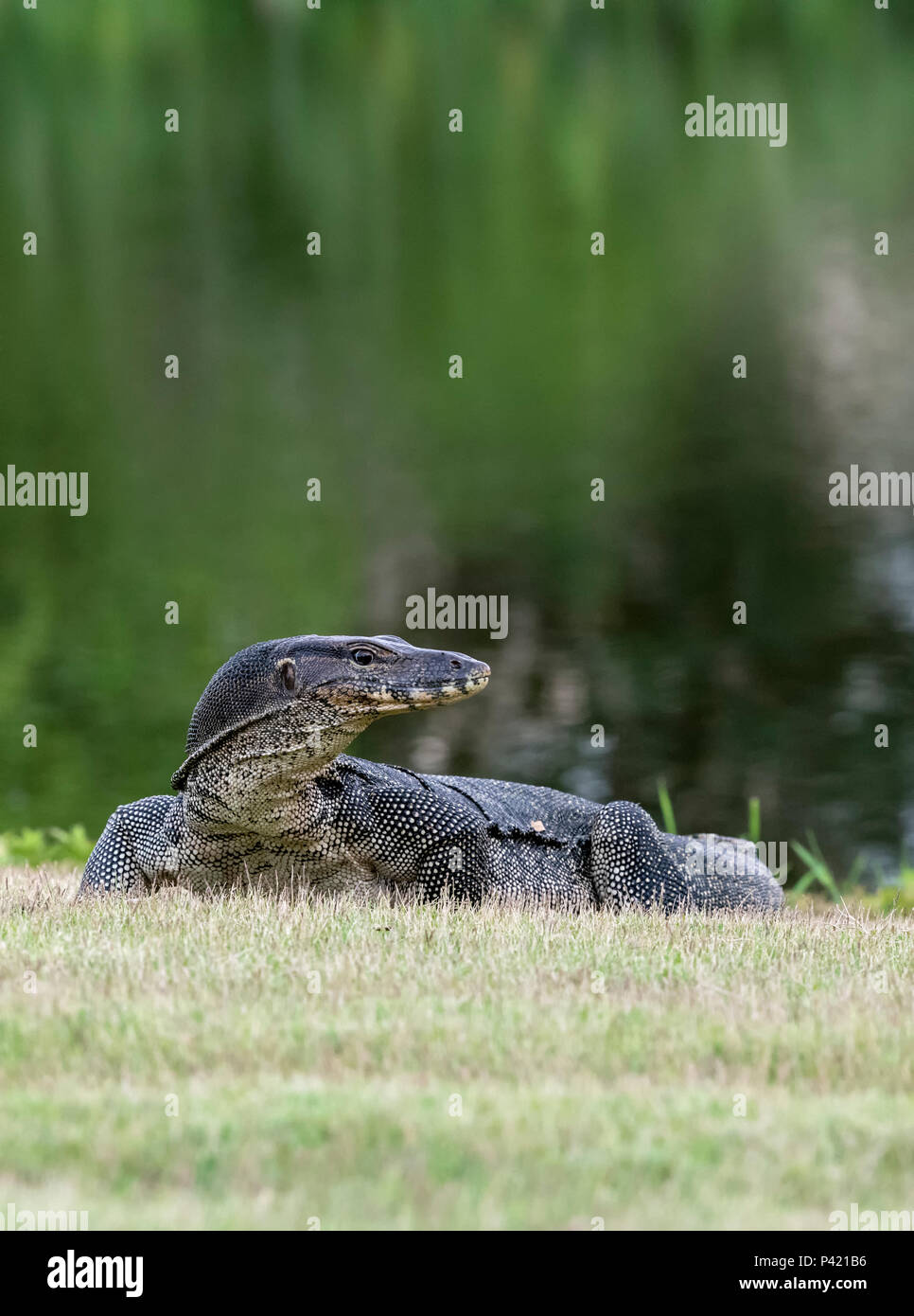 Asian water monitor hi-res stock photography and images - Alamy