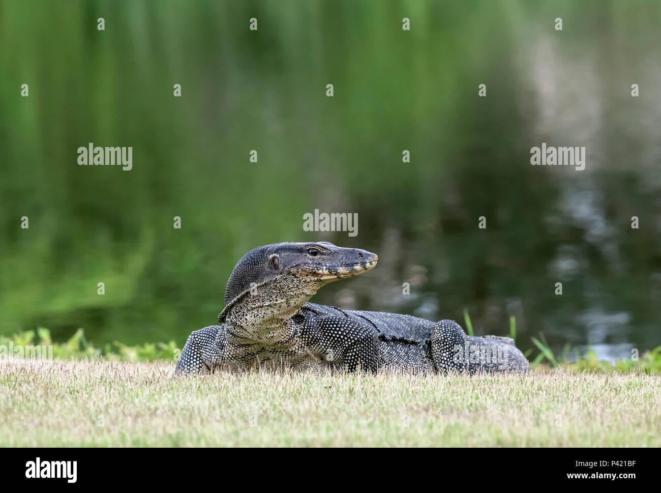 An Asian Water Monitor (Varanus salvator) leaves a pond and crosses ...