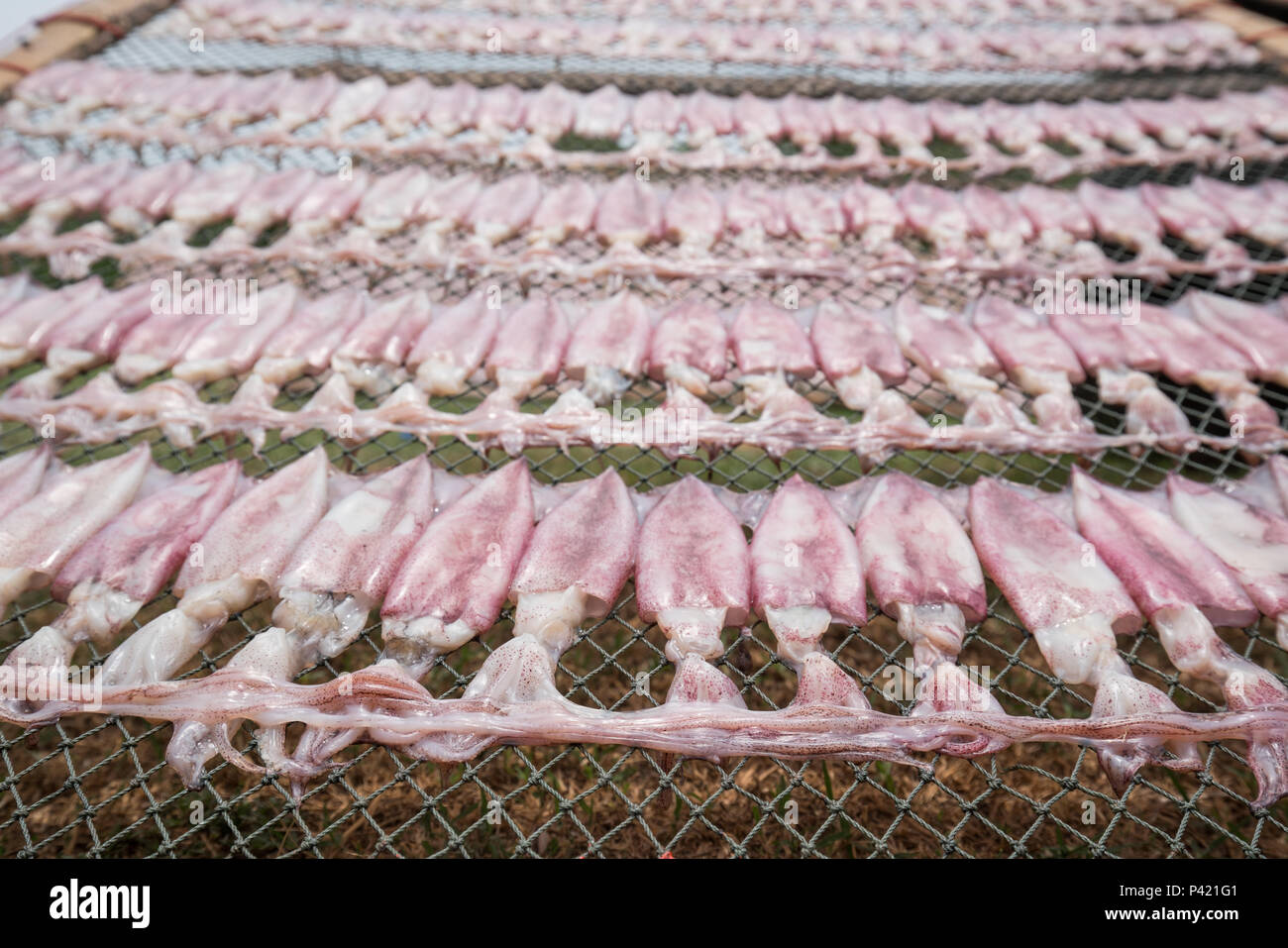 Dried squid farm on net , wide shot Stock Photo - Alamy