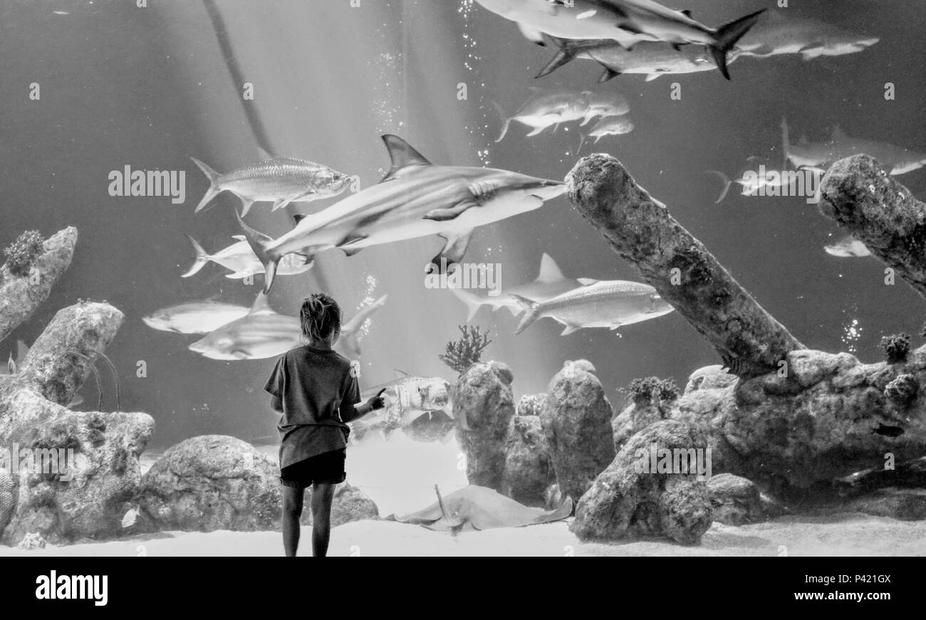 Girl aquarium hi-res stock photography and images - Alamy