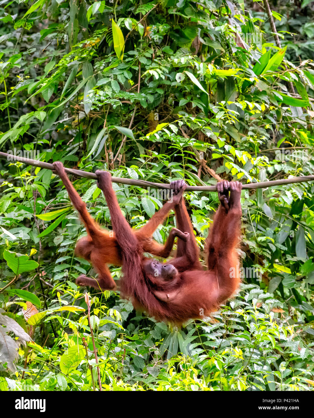 Borneo deforestation orangutan hi-res stock photography and images - Alamy