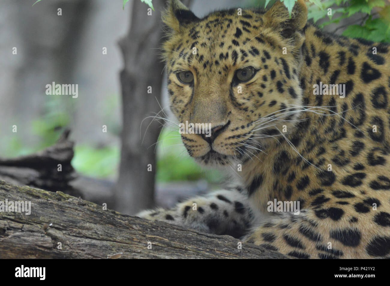 Amur leopard spots hi-res stock photography and images - Alamy