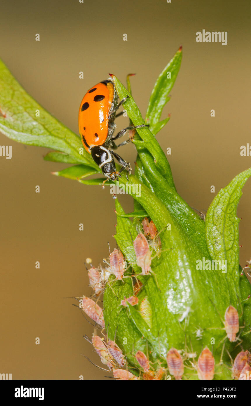 Vida selgem hi-res stock photography and images - Alamy