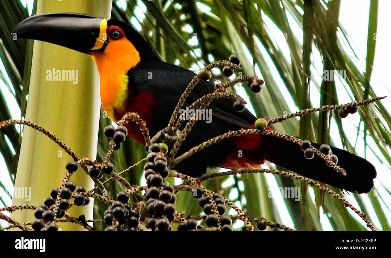 Tucano ave da família Ramphastidae que vivem nas florestas da América ...