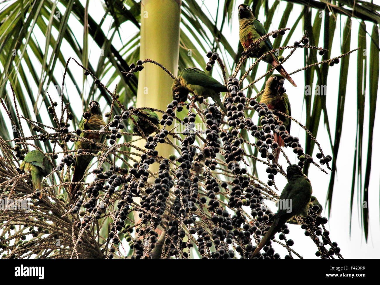 As maritacas são aves psitaciformes da família dos Psittacidaes do gênero Pionus. São ...
