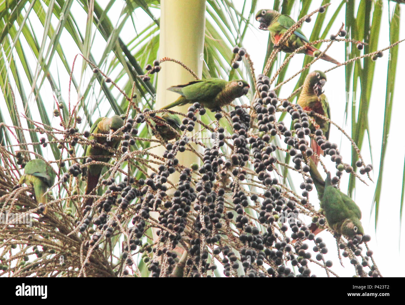As maritacas são aves psitaciformes da família dos Psittacidaes do ...