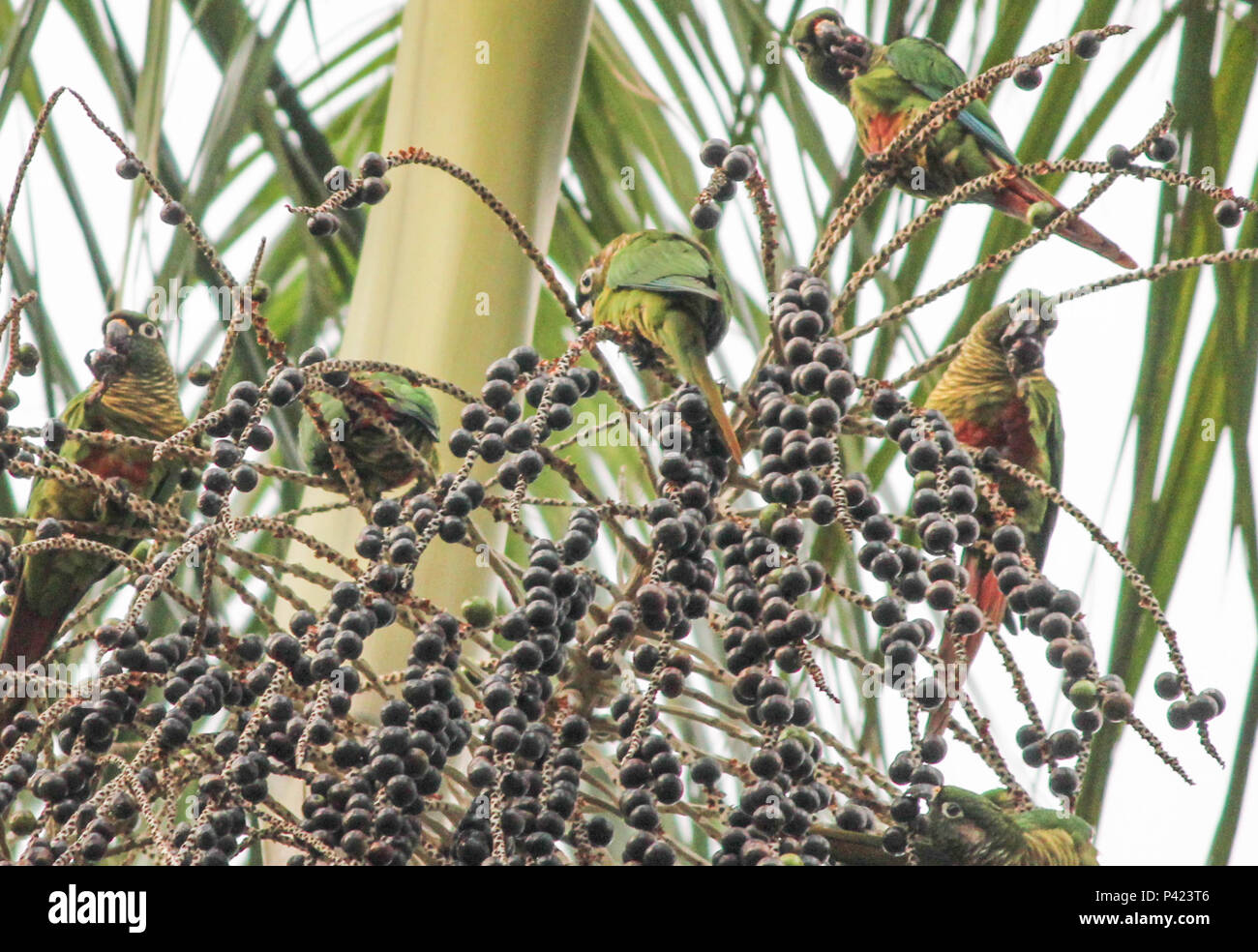 As maritacas são aves psitaciformes da família dos Psittacidaes do ...