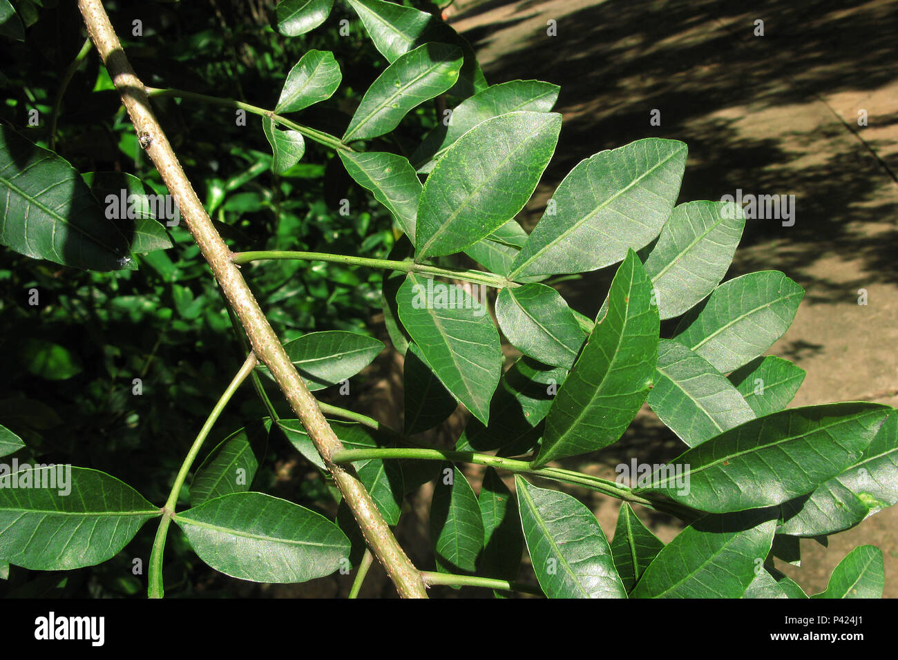 Folhas de Aroeira; Aroeira, nome cientifico Myracrodruon urundeuva Fr ...