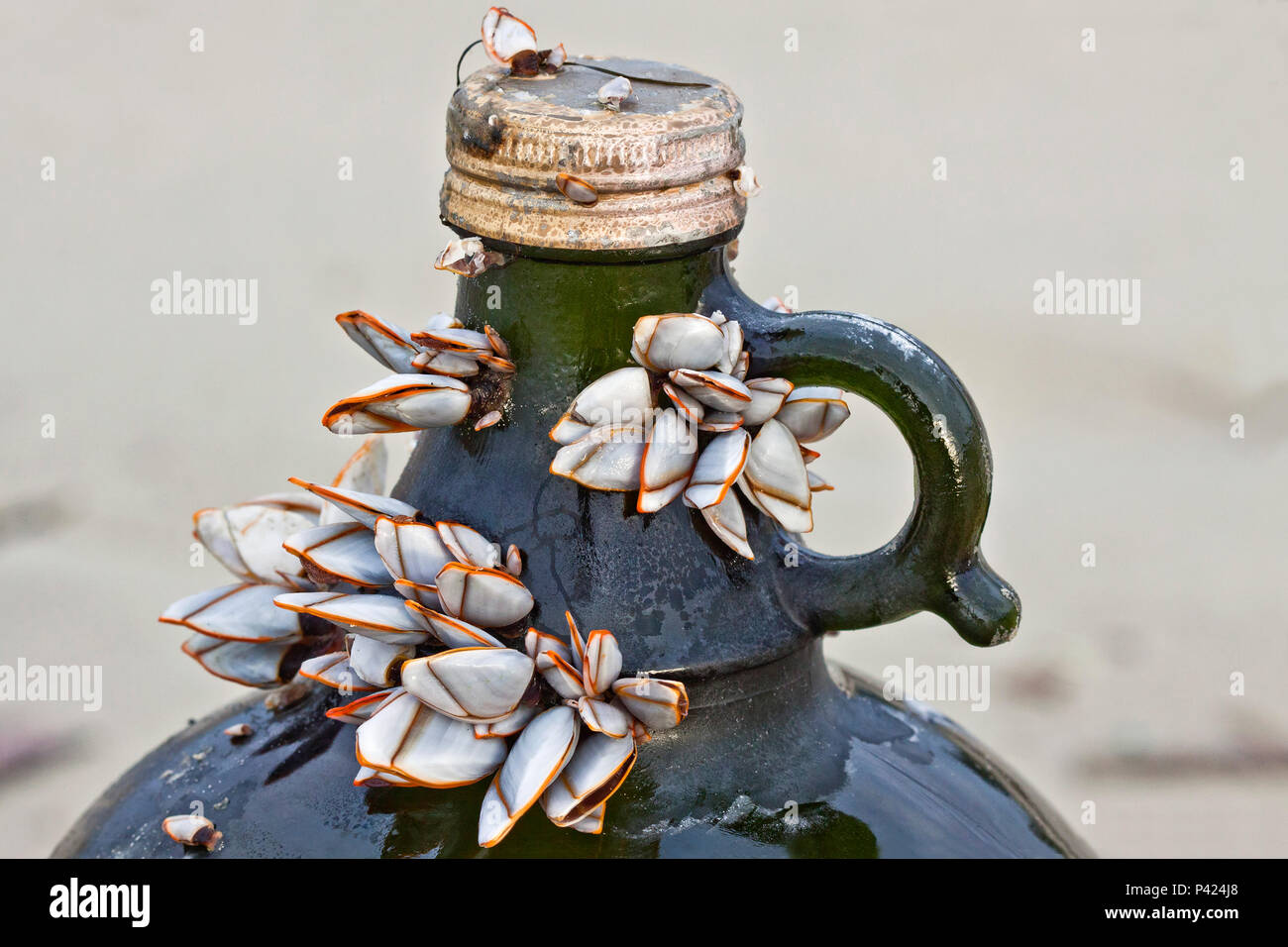Lepa lepa hi-res stock photography and images - Alamy