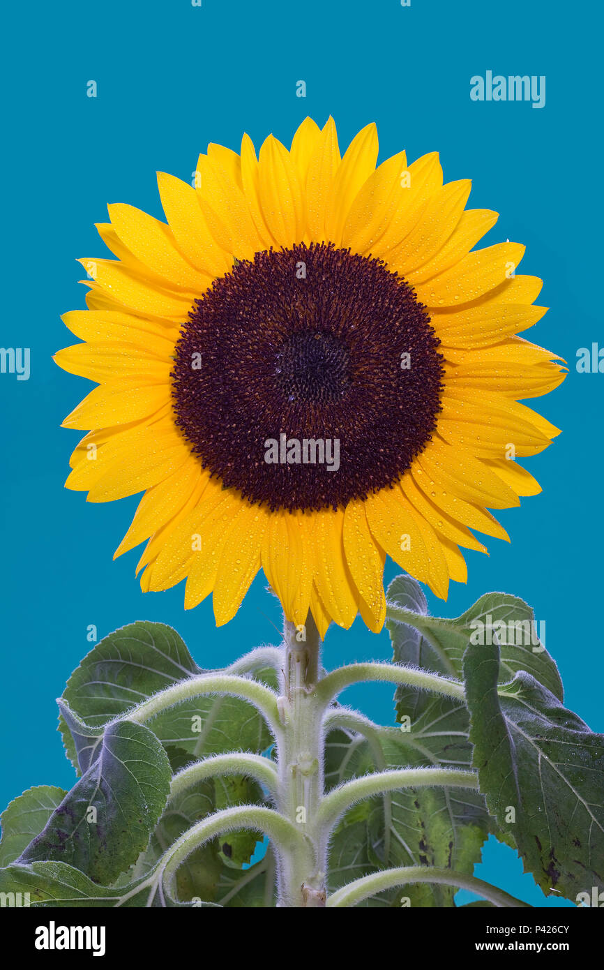 Girassol hi-res stock photography and images - Alamy