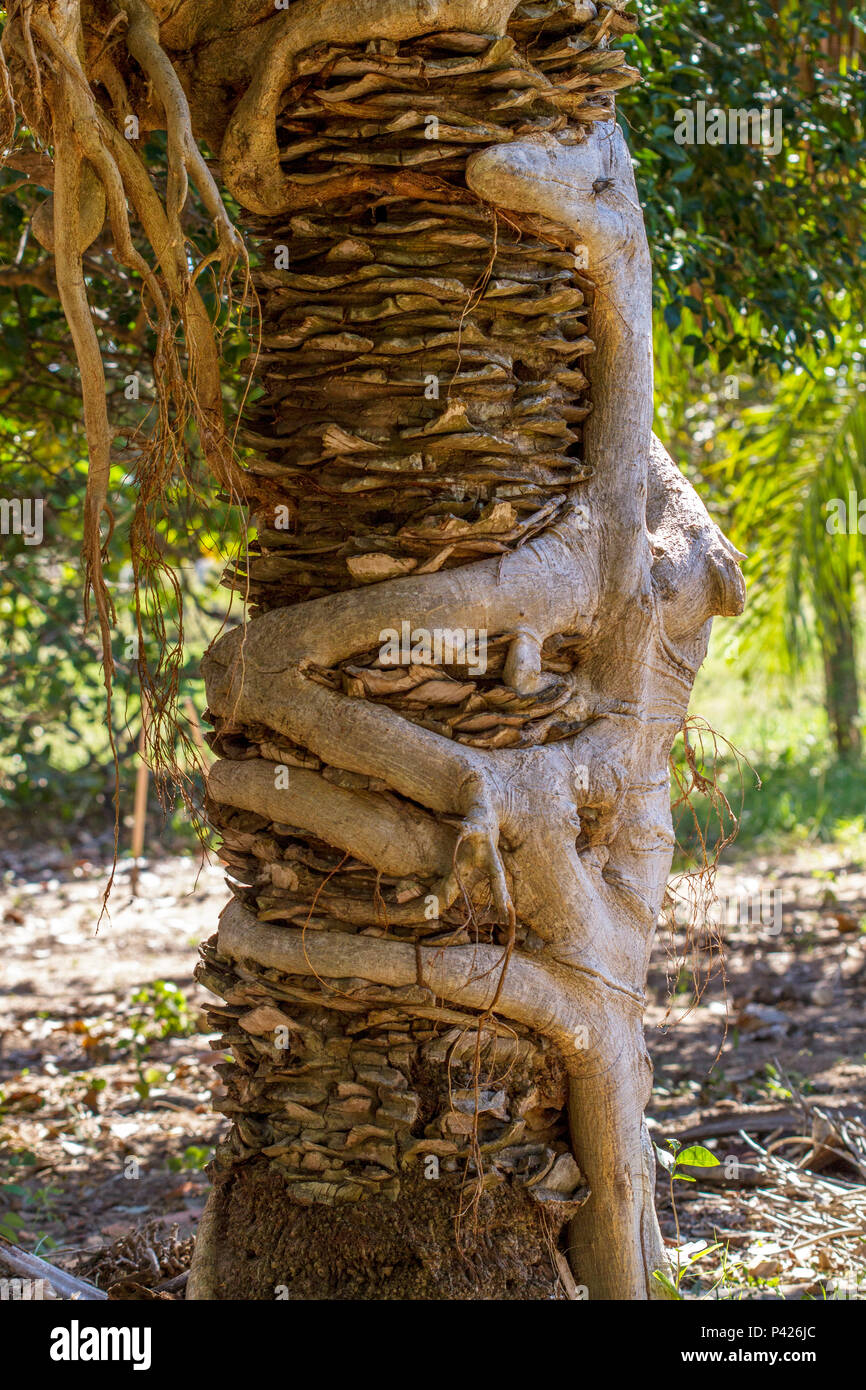 árvore; Mata-pau; figueira-vermelha; Figueira mata-pau; Ficus americana ...