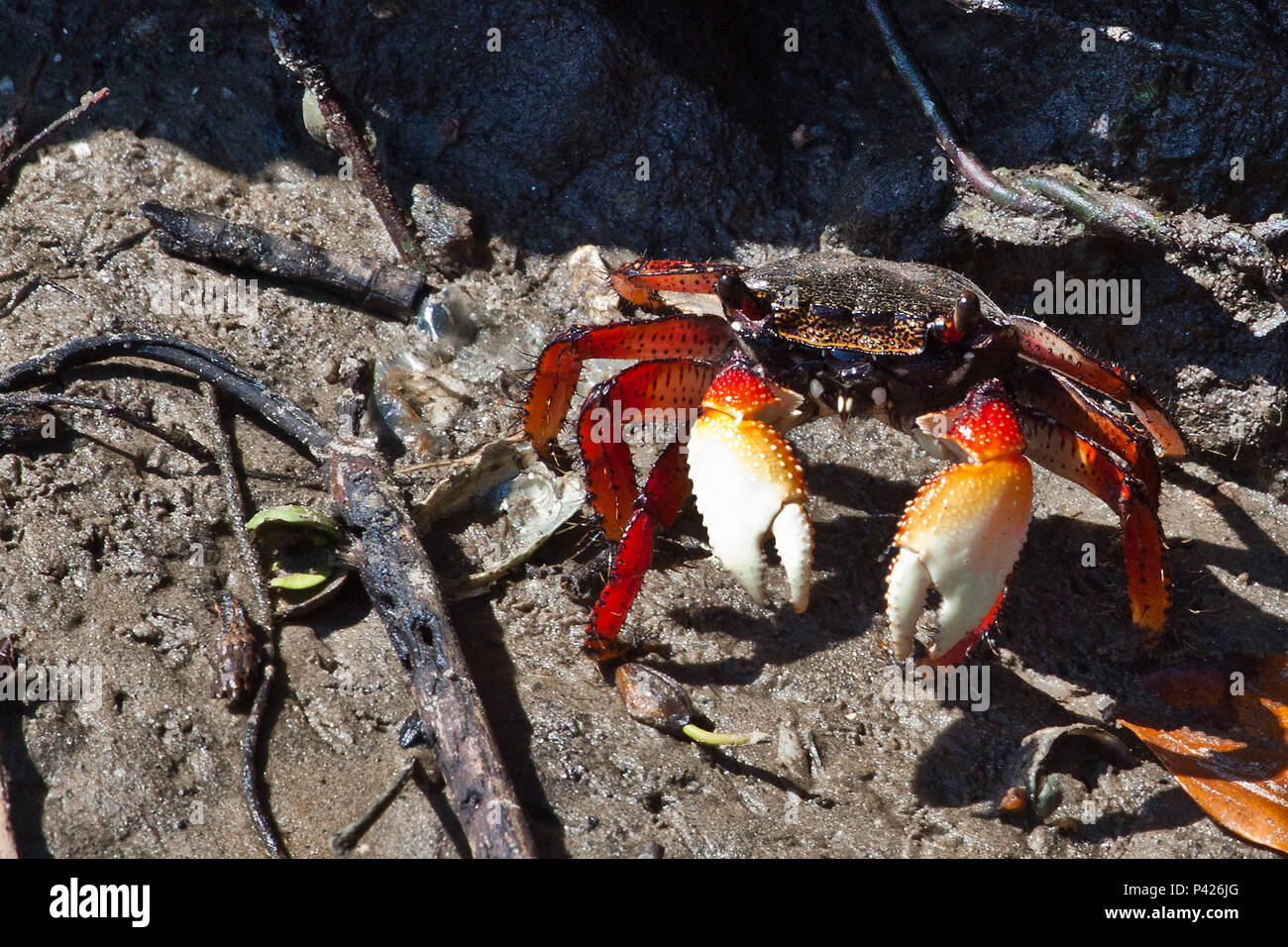 Caranguejo Aratu vermelho, Bertioga-SP, Brasil Stock Photo - Alamy