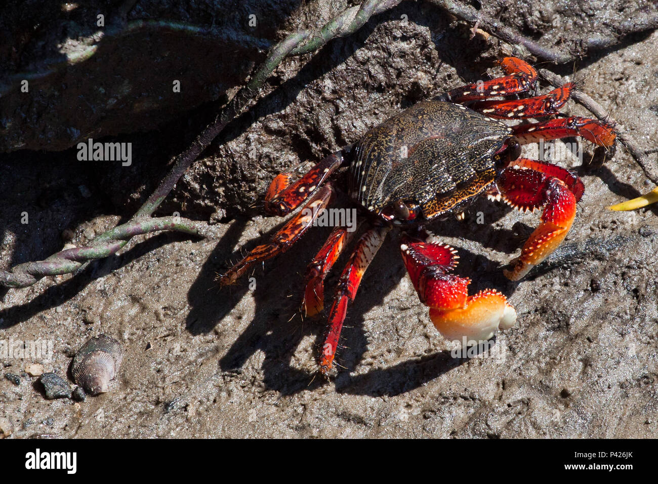 Aratu vermelho hi-res stock photography and images - Alamy