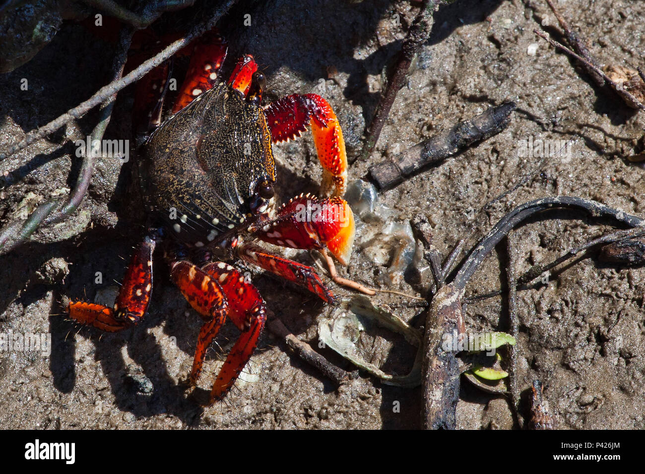 Aratu vermelho hi-res stock photography and images - Alamy
