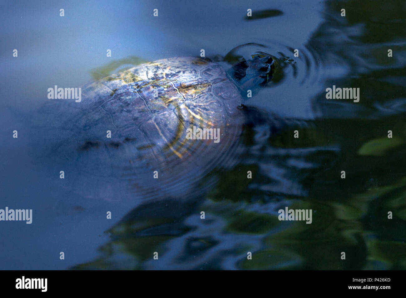 Tigre dagua hi-res stock photography and images - Alamy