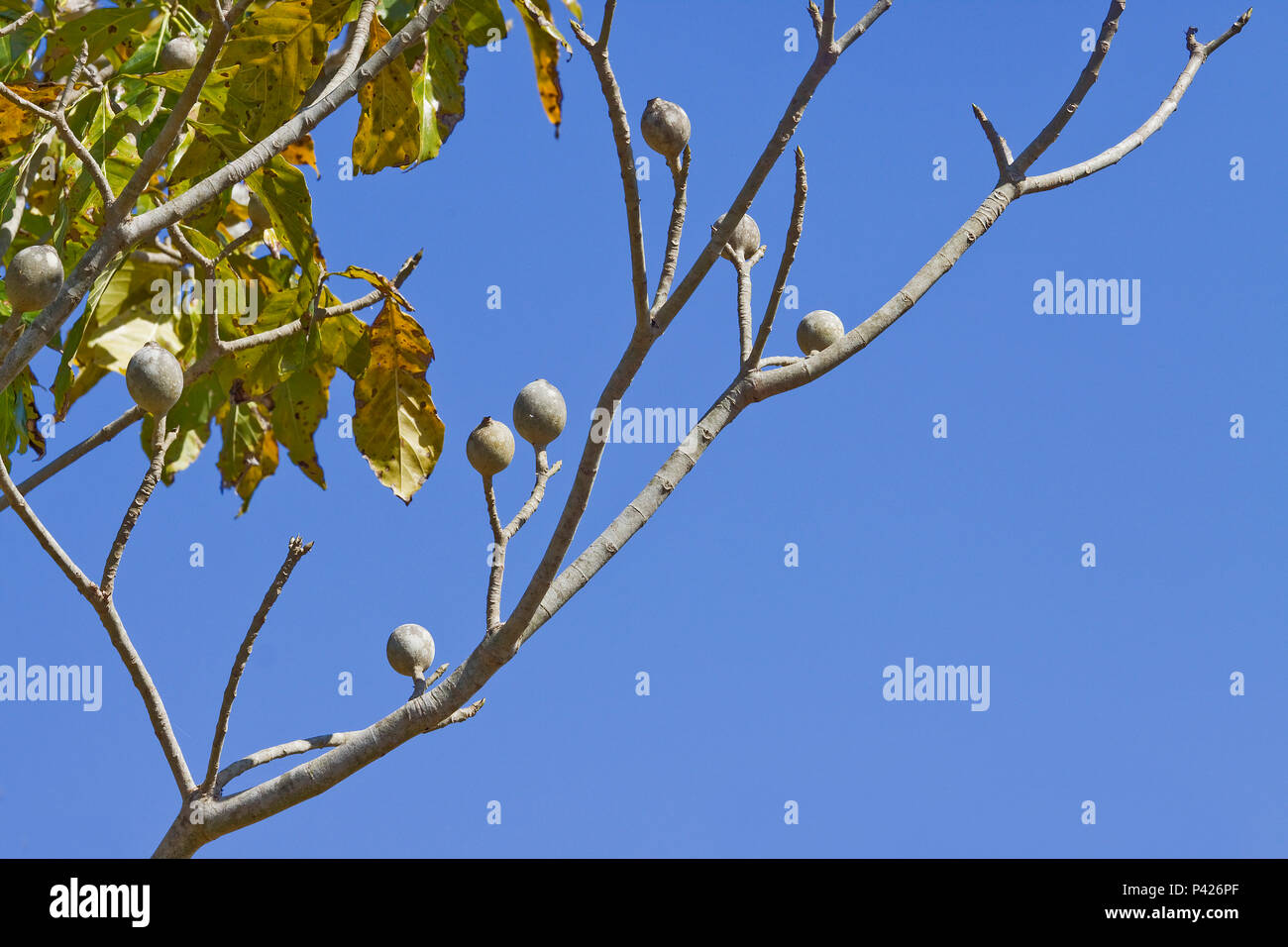 Genipapo; Genipa americana; fruto do jenipapeiro,Pantanal; Aquidauana ...