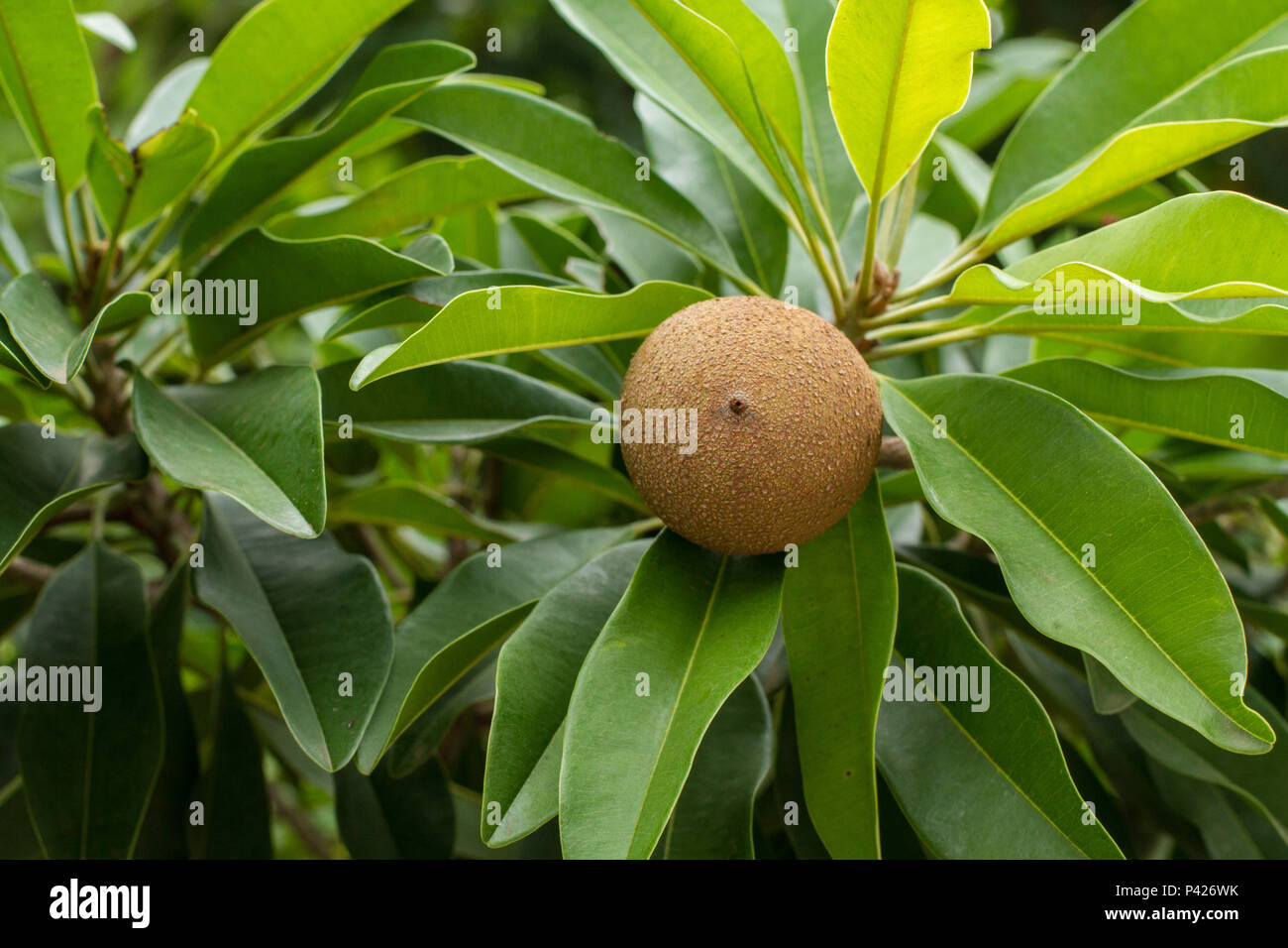 Sapoti,Sapota,fruta,Manikara zapota,Barra do Pojuca,Bahia,Nordeste ...