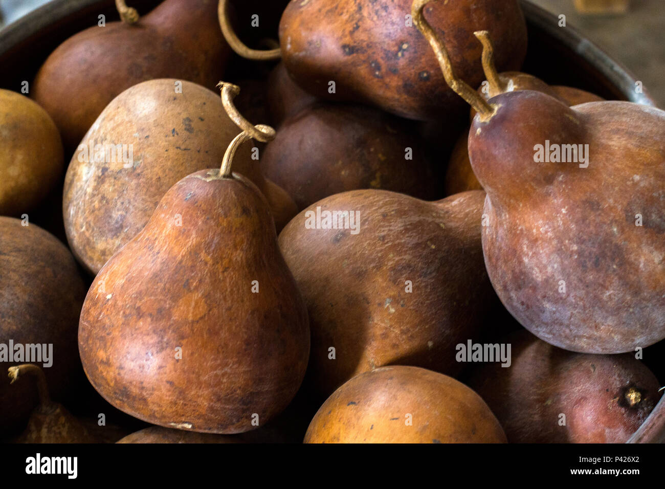 Cabaceiro amargoso hi-res stock photography and images - Alamy