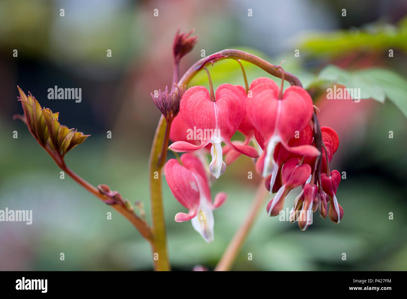 Pacific bleeding heart hi-res stock photography and images - Alamy