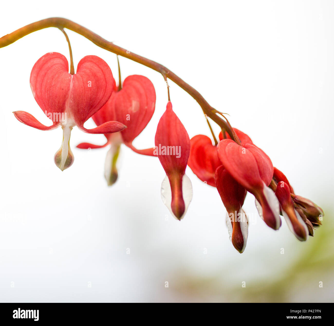 Broken bleeding heart symbol love hi-res stock photography and images ...