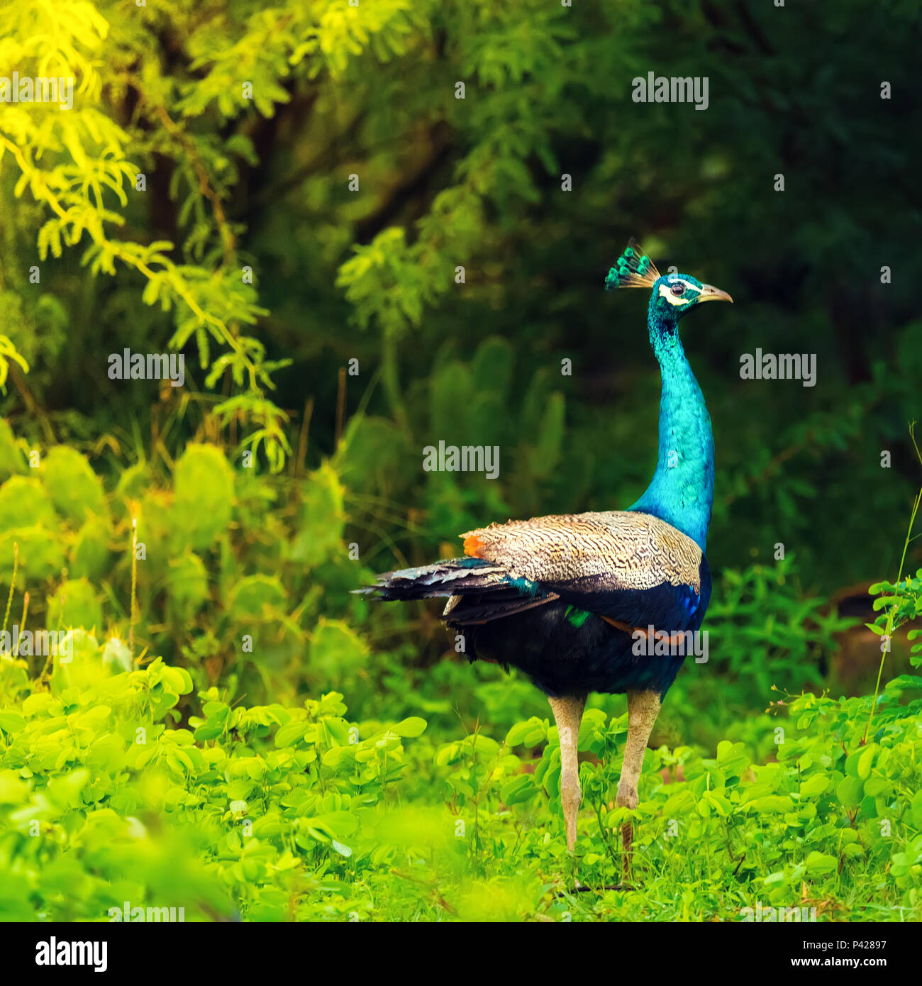 Peacock in Bundala national park. Bird watching tour. Sri lanka Stock ...