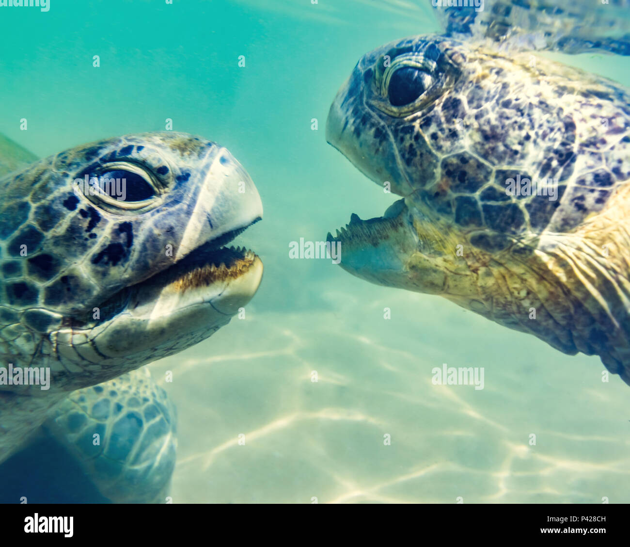 Two sea turtles underwater hi-res stock photography and images - Alamy