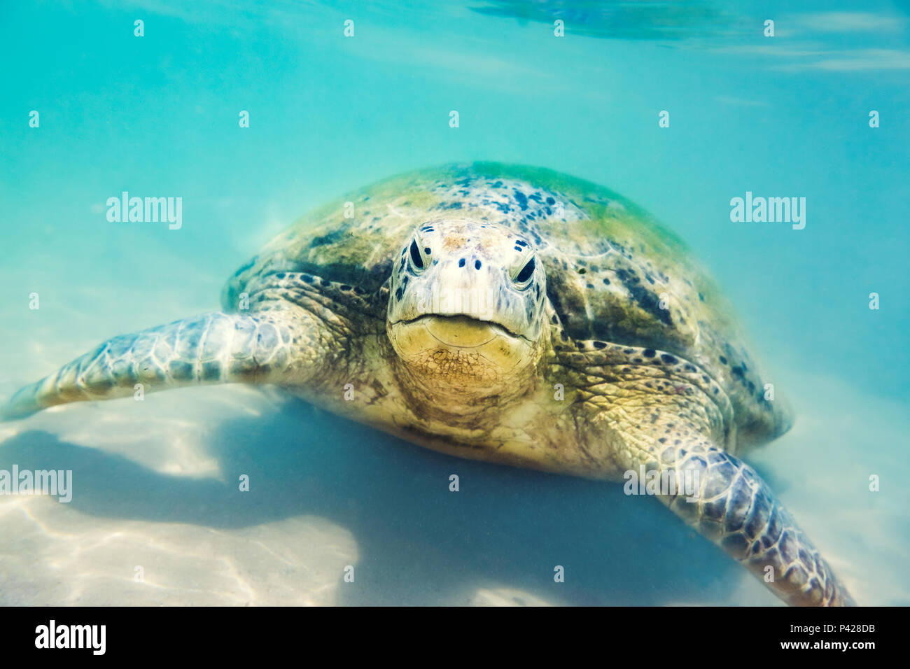 Sea turtle underwater at Hikkaduwa beach. Sri Lanka sealife Stock Photo ...