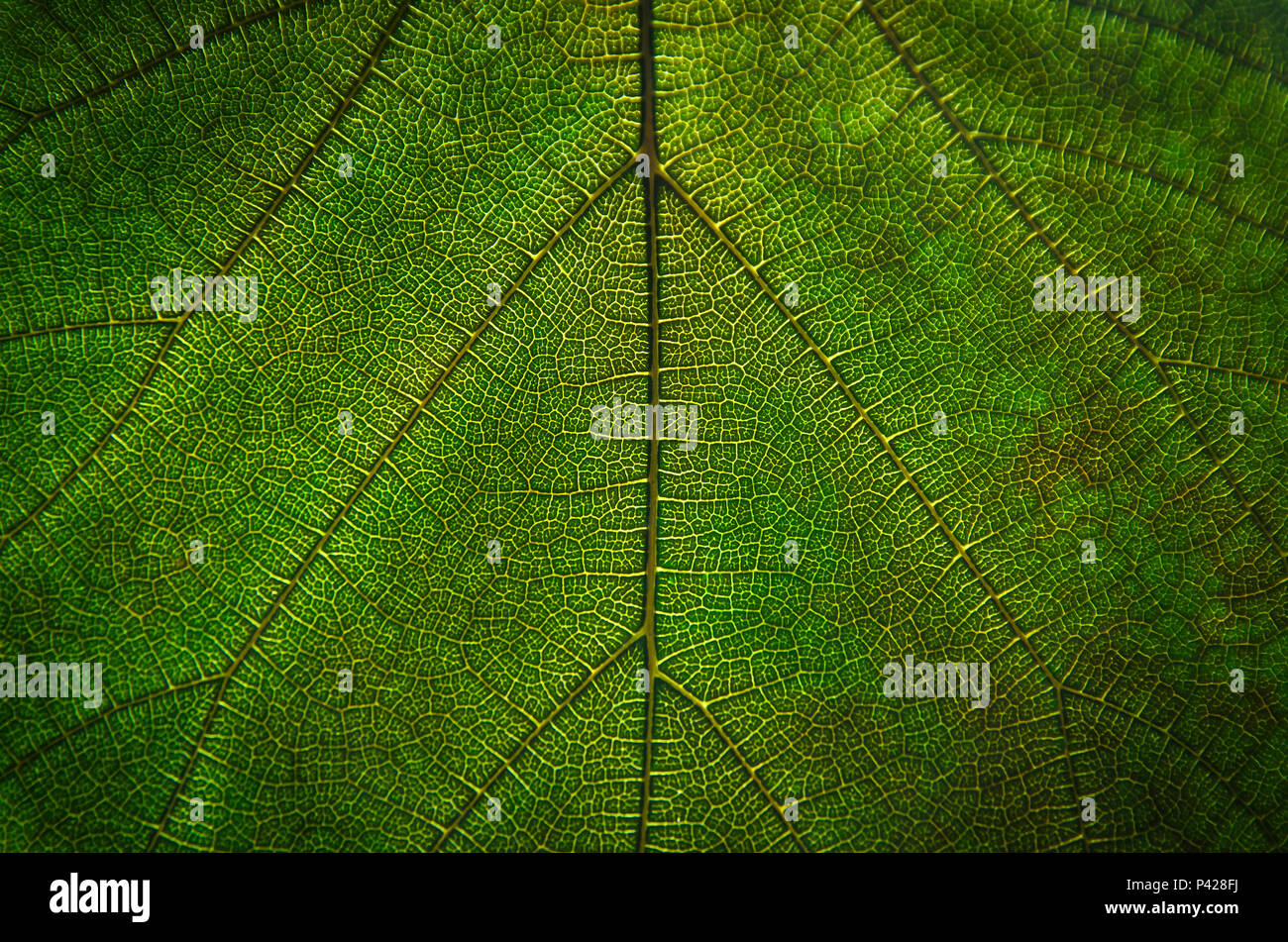 Background and wallpaper of green leaves texture and structure of leaf ...