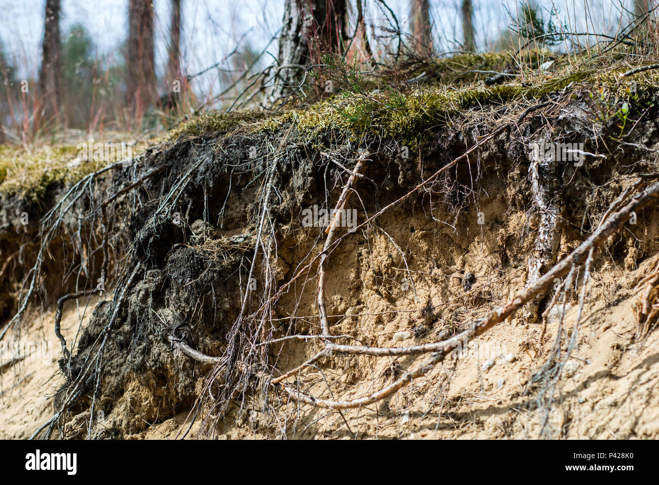Soil cross section tree roots hi-res stock photography and images - Alamy