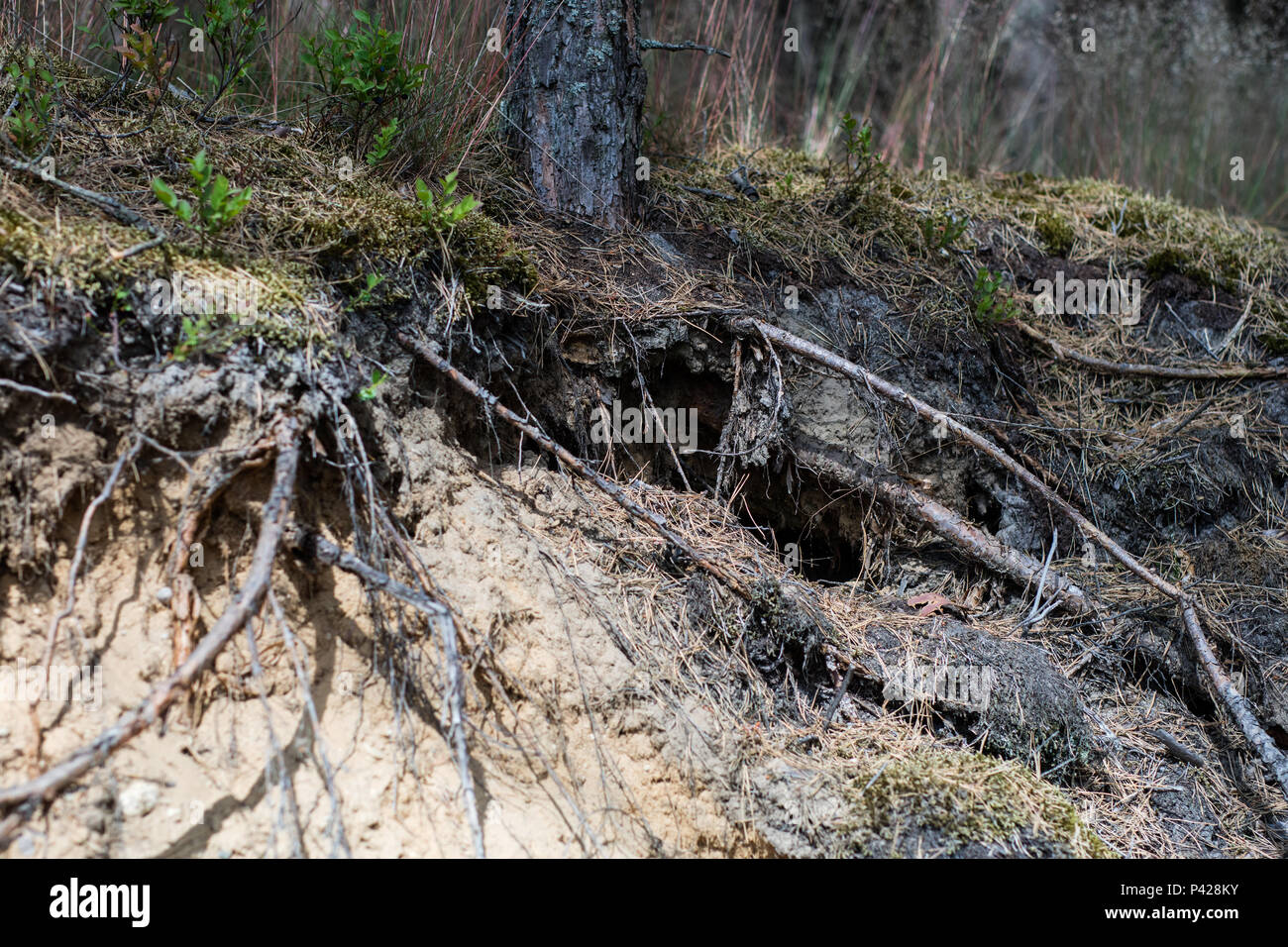 Soil cross section tree roots hi-res stock photography and images - Alamy