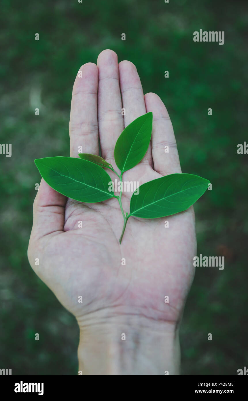 A hand holding green leaf with grass background, Green leaves on the ...