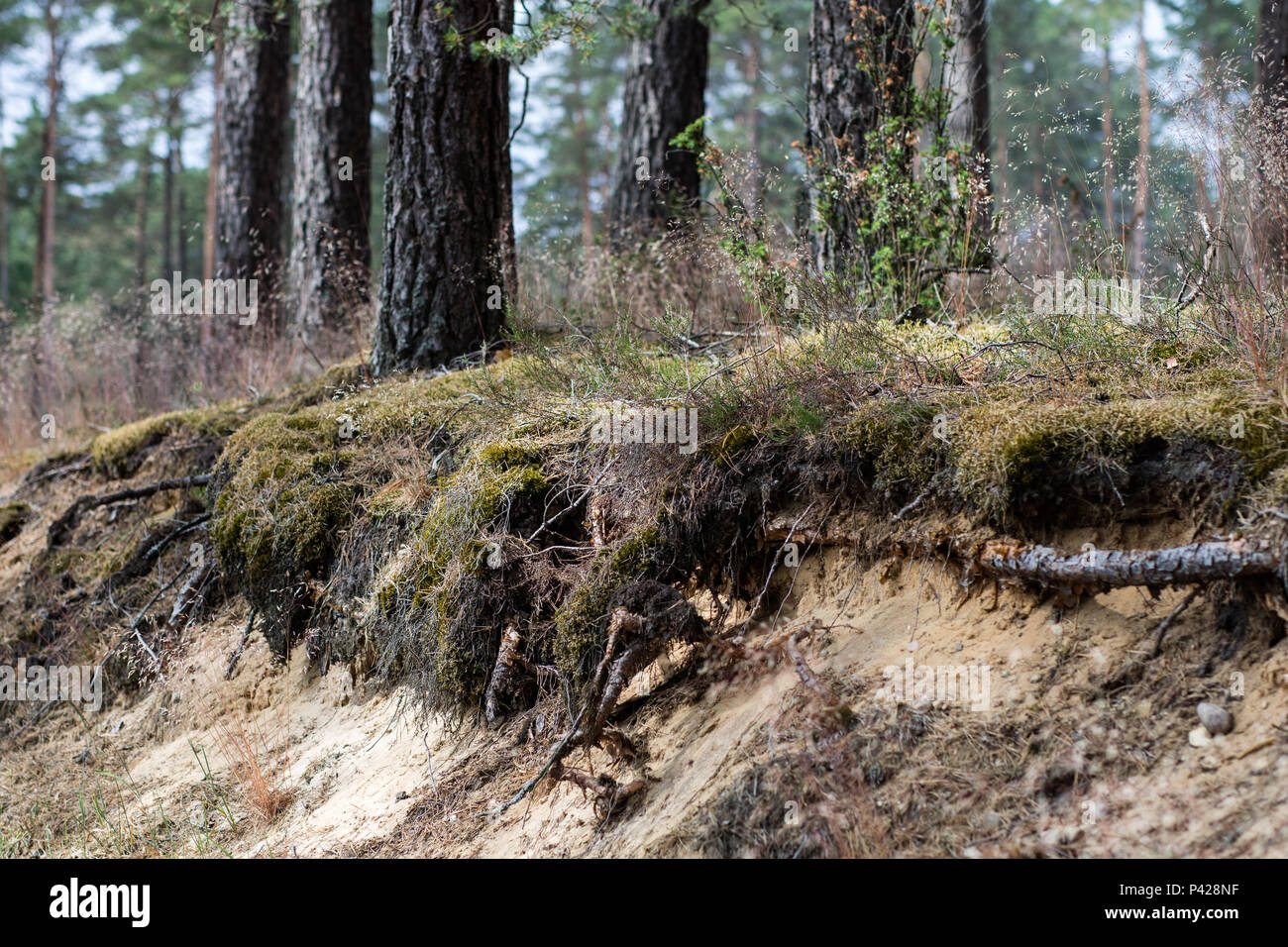 Soil cross section tree roots hi-res stock photography and images - Alamy