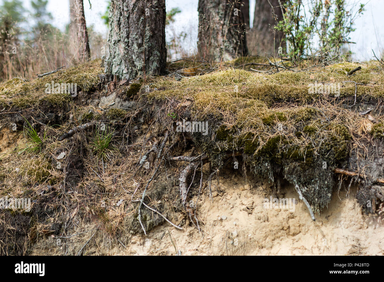 Soil cross section tree roots hi-res stock photography and images - Alamy