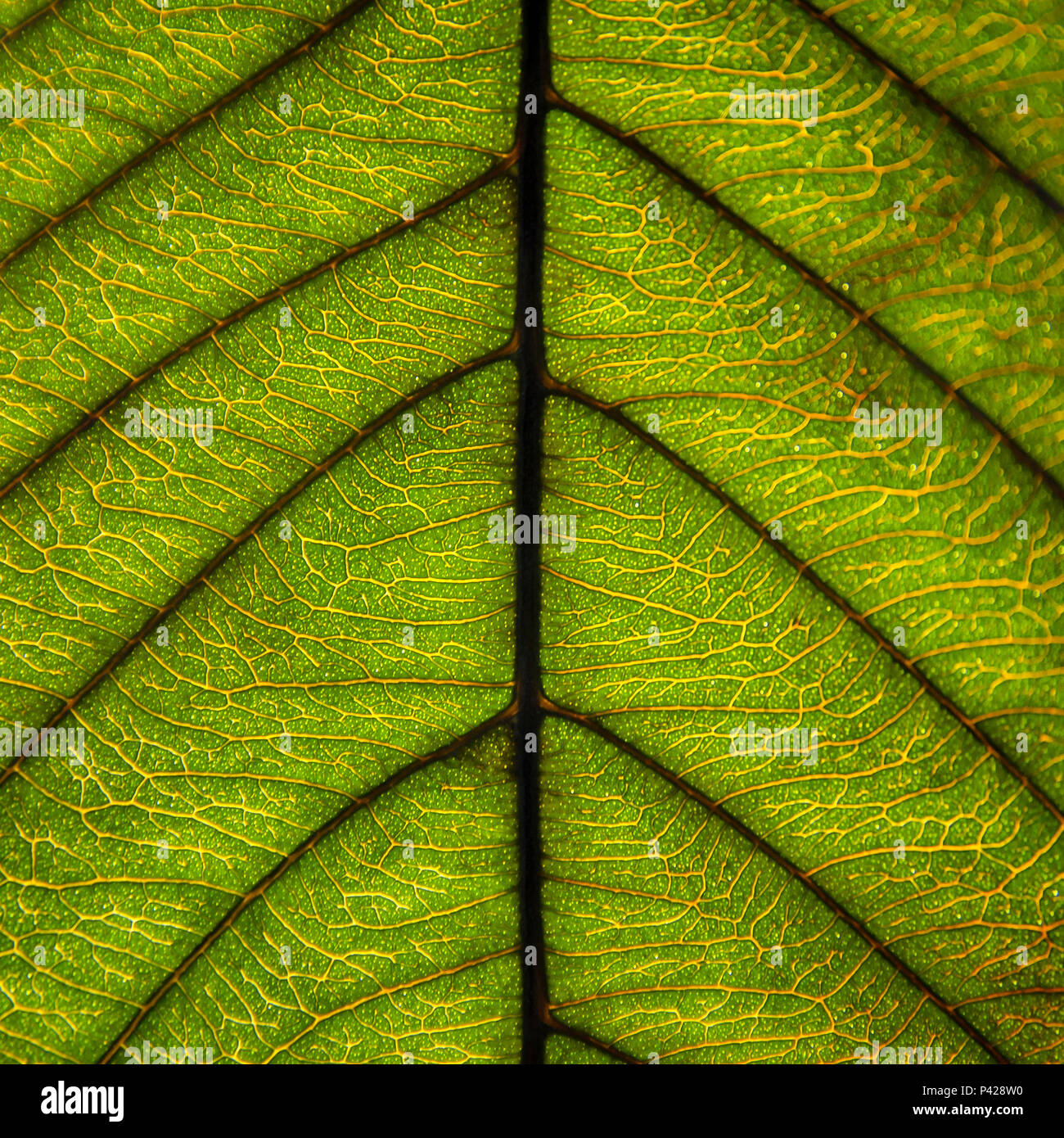 Background and wallpaper of green leaves texture and structure of leaf ...