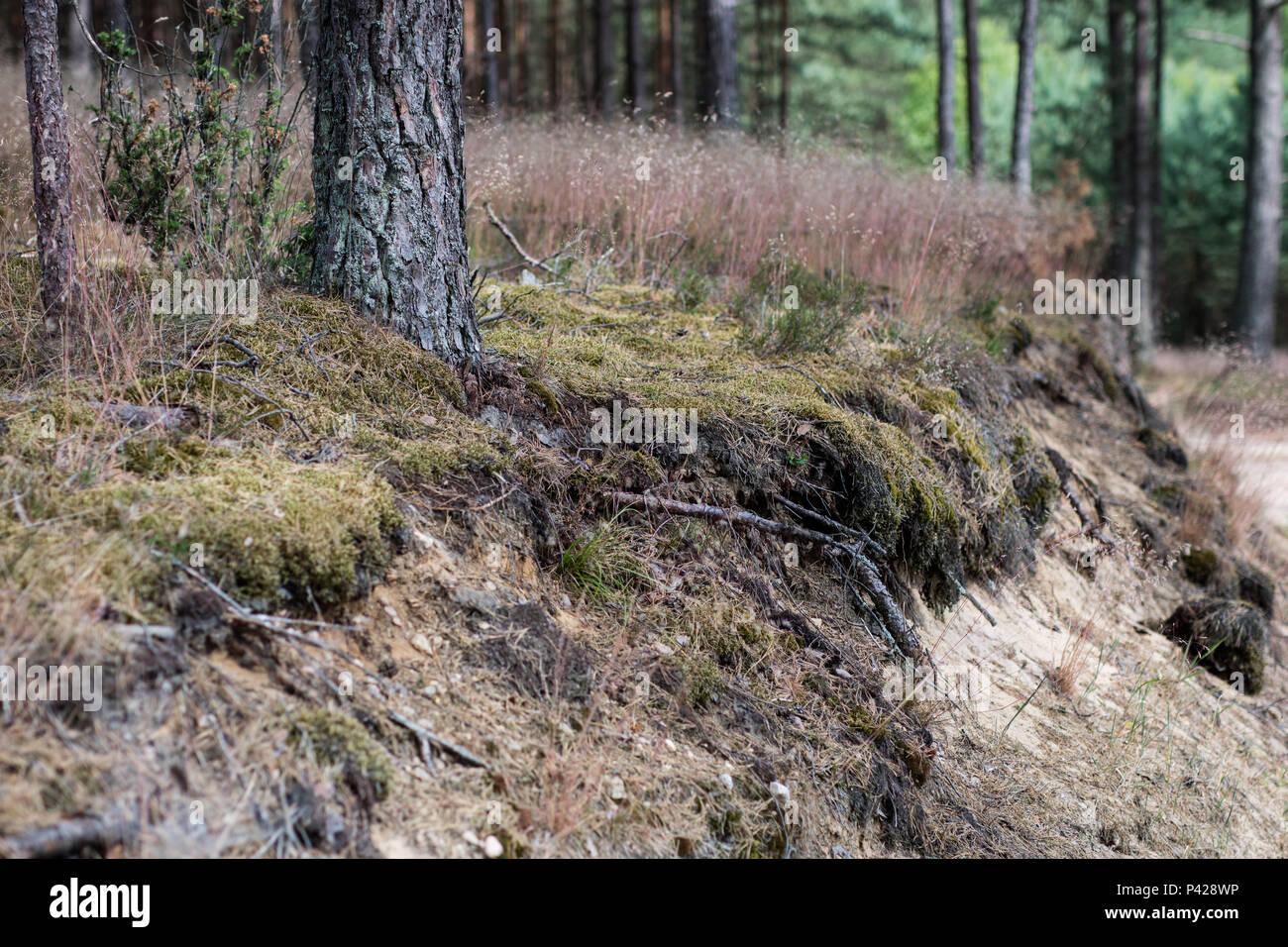 Soil cross section tree roots hi-res stock photography and images - Alamy
