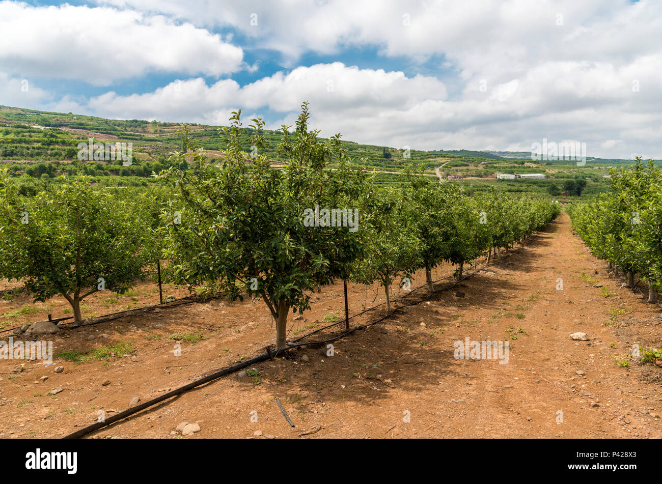 Apple plantation field Stock Photo - Alamy