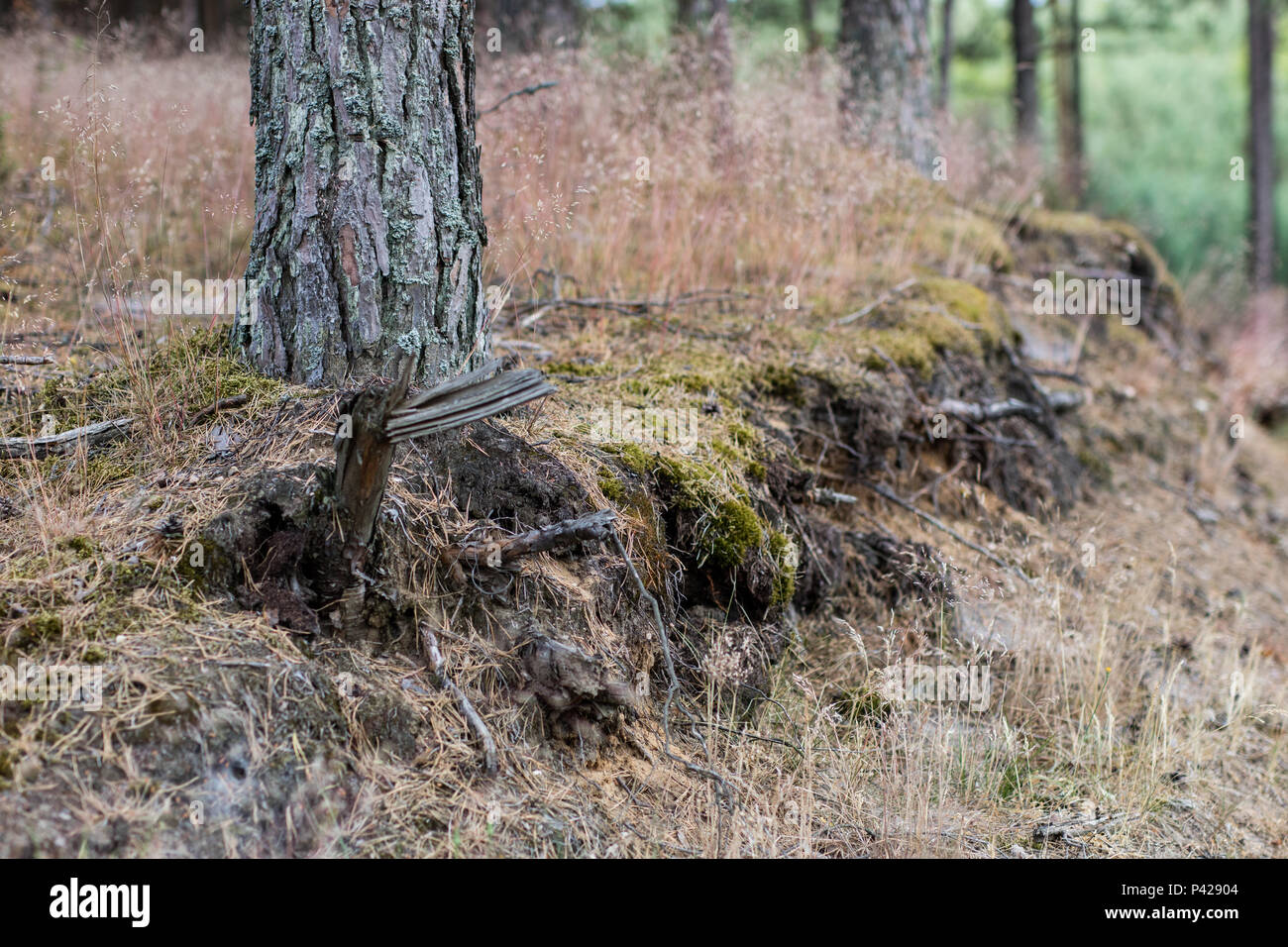 Soil cross section tree roots hi-res stock photography and images - Alamy