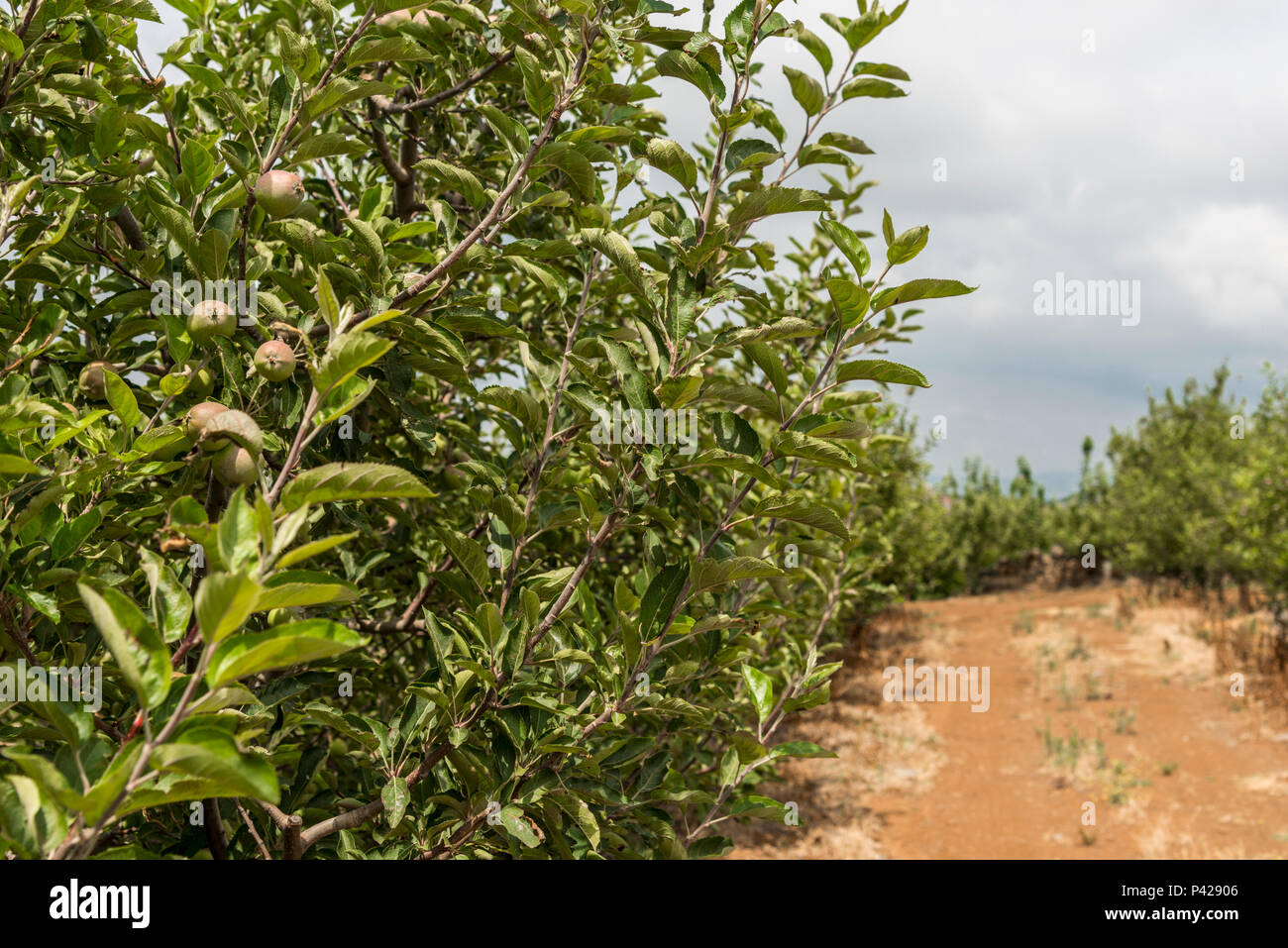 Apple organic tree field hi-res stock photography and images - Alamy