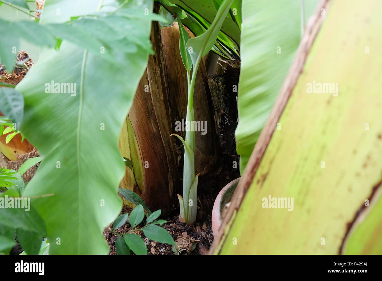 Banana shoot hi-res stock photography and images - Alamy