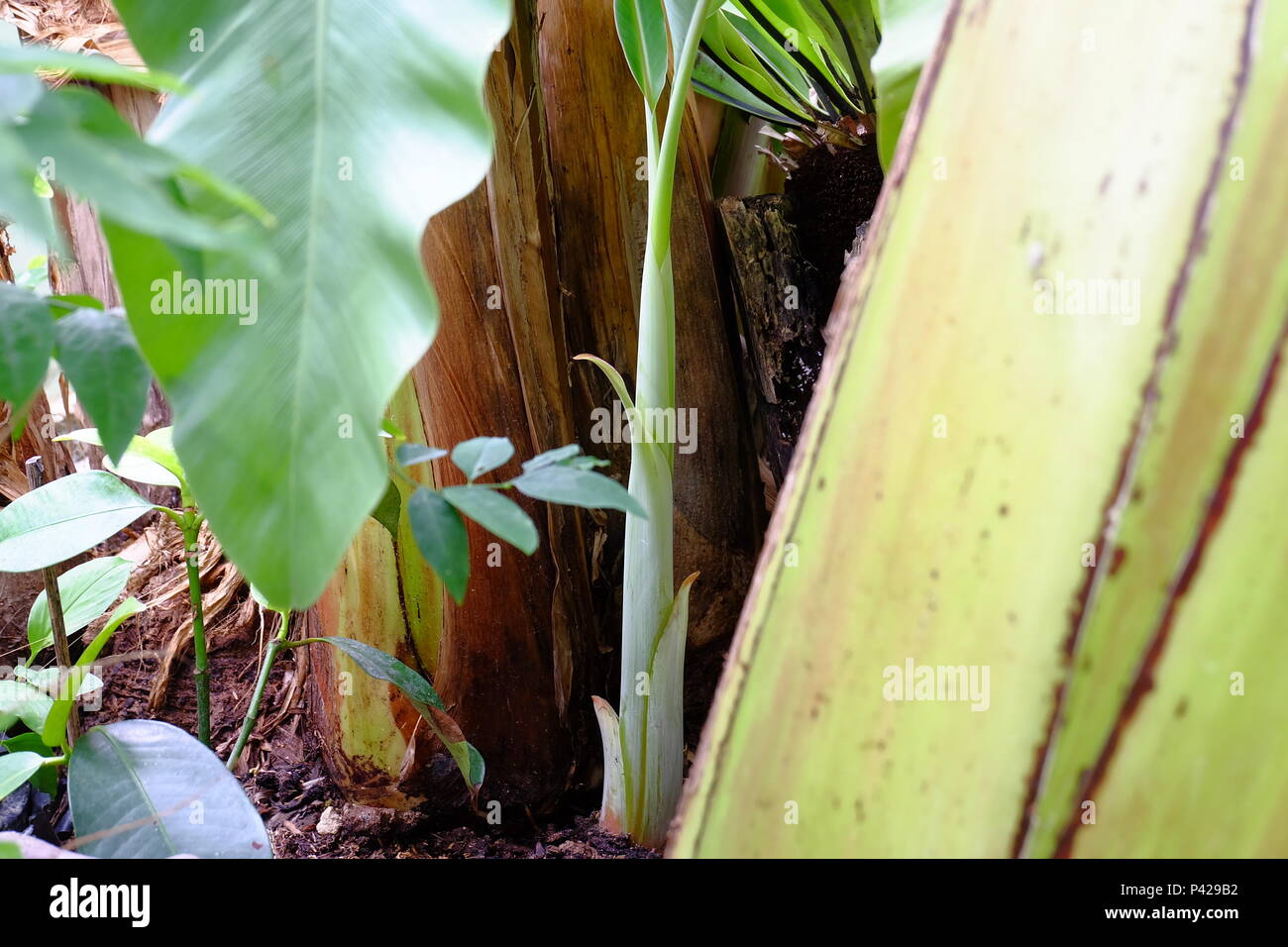Banana shoot hi-res stock photography and images - Alamy