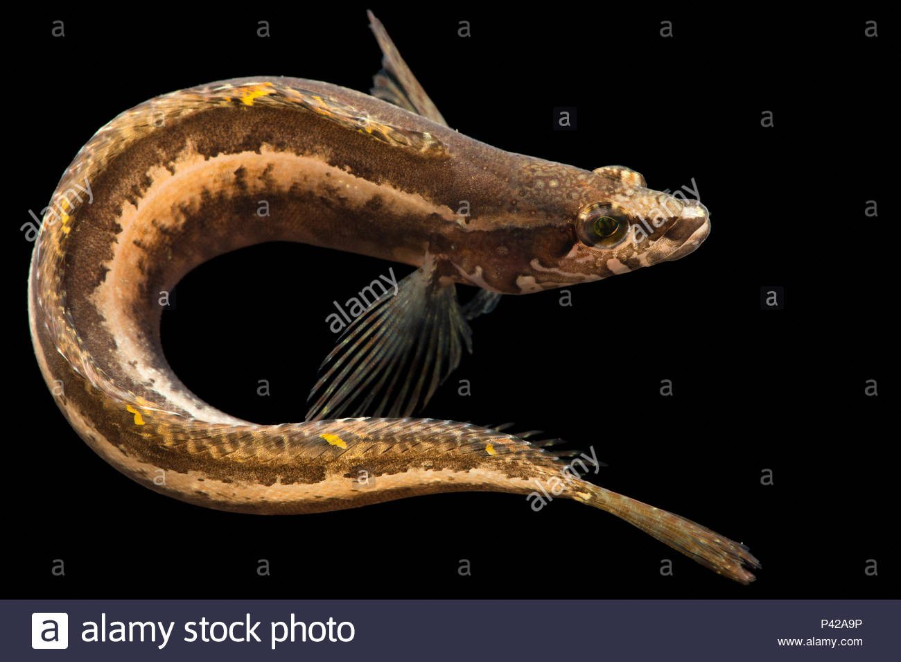 Shanny Stock Photos & Shanny Stock Images - Alamy