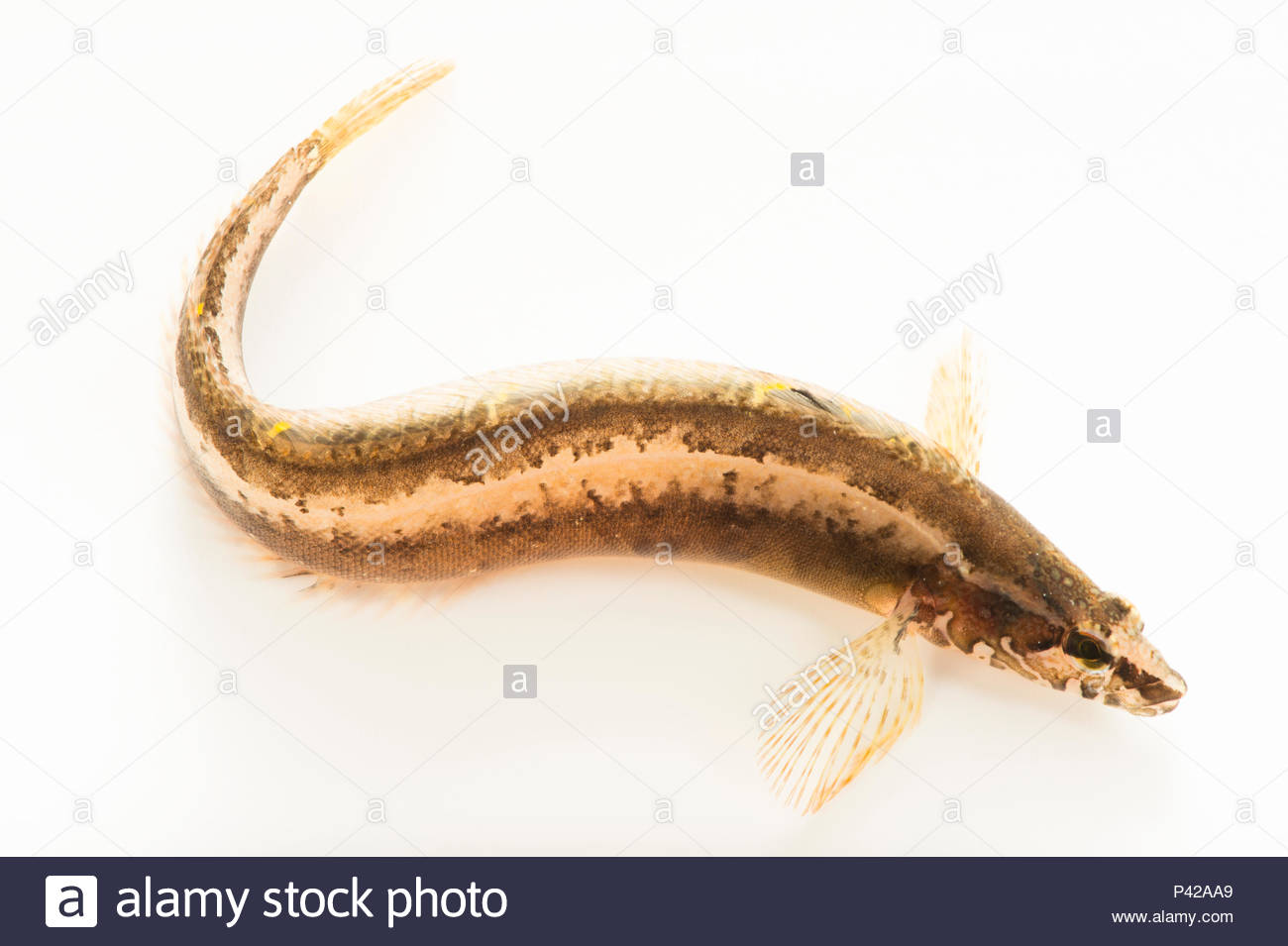 Shanny Stock Photos & Shanny Stock Images - Alamy