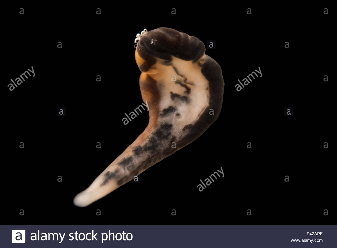 Trematode High Resolution Stock Photography and Images - Alamy