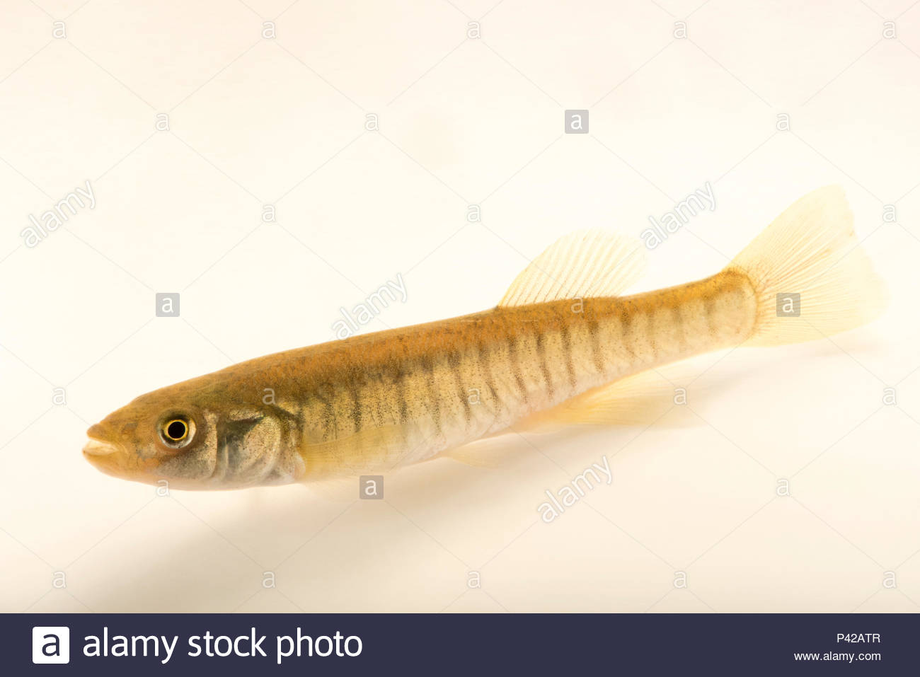 Killifish High Resolution Stock Photography and Images - Alamy